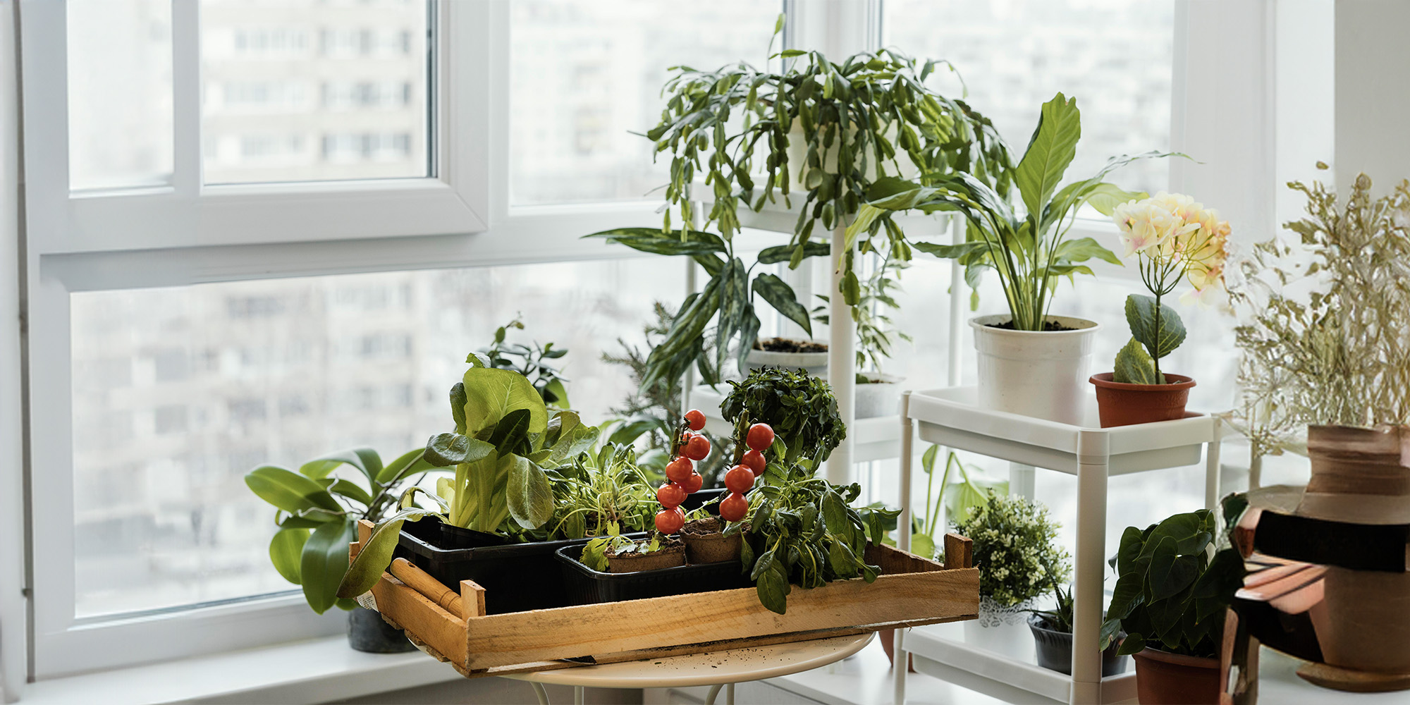 Cultiva tu salud: Refuerza tu sistema inmune con tu huerto urbano